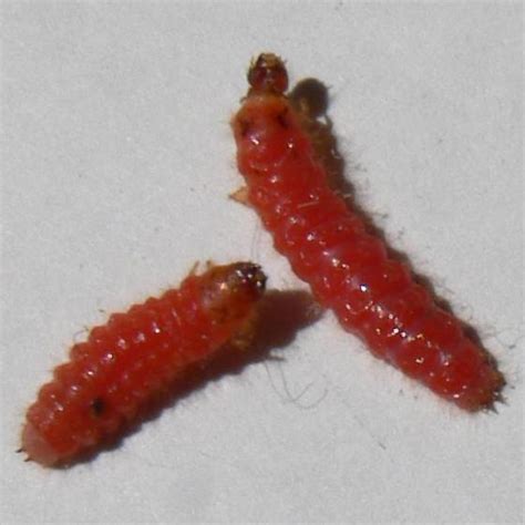 Red Larvae Bugguide Net