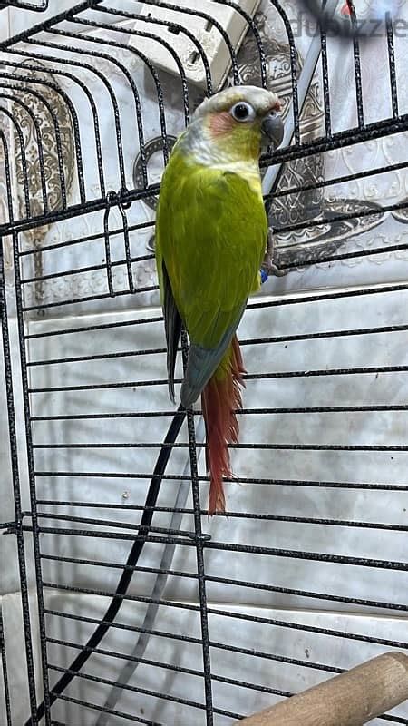 كنيور Birds 105460377