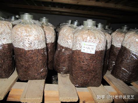 杂菌感染培养料的途径 知乎