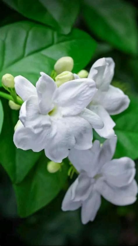 Uses Of Sampaguita Flowers At Jenenge Blog
