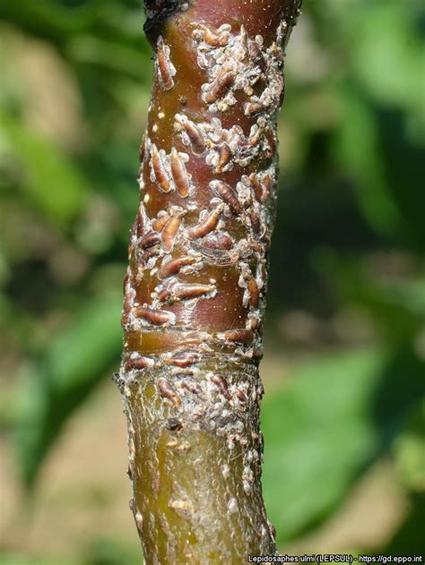 Lepidosaphes Ulmi Lepsul [photos] Eppo Global Database