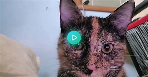 Pebbles Loves The Video String String Thing On Youtube It Soothes