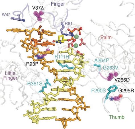 Correlation Of Phenotypegenotype In A Cohort Of 23 Xeroderma Pigmentosum‐variant Patients