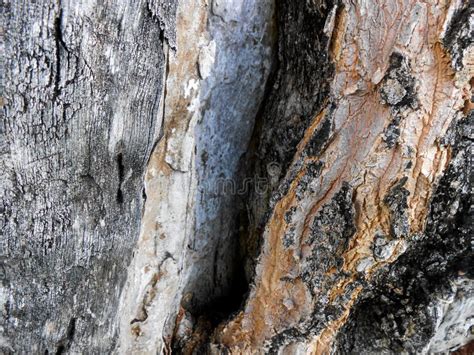The Bark Surface Stock Image Image Of Background Bark 388034257