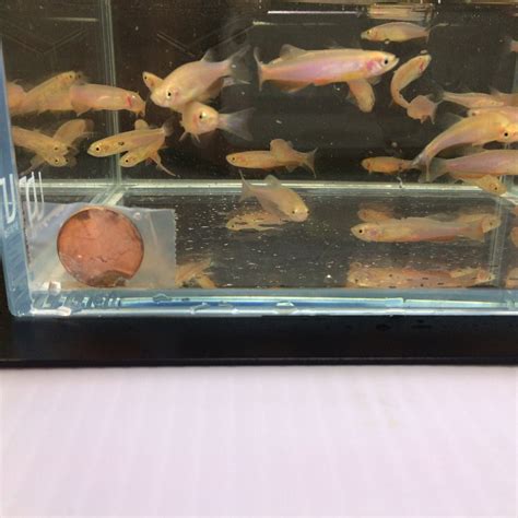 Danio Rose Aquatic Elegance In Pink