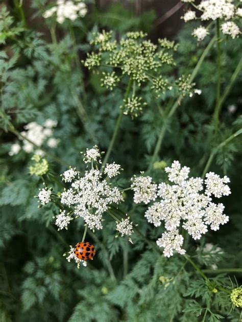 Queen Annes Lacewild Carrot Edible Wild Edibles Wild Plants Plants
