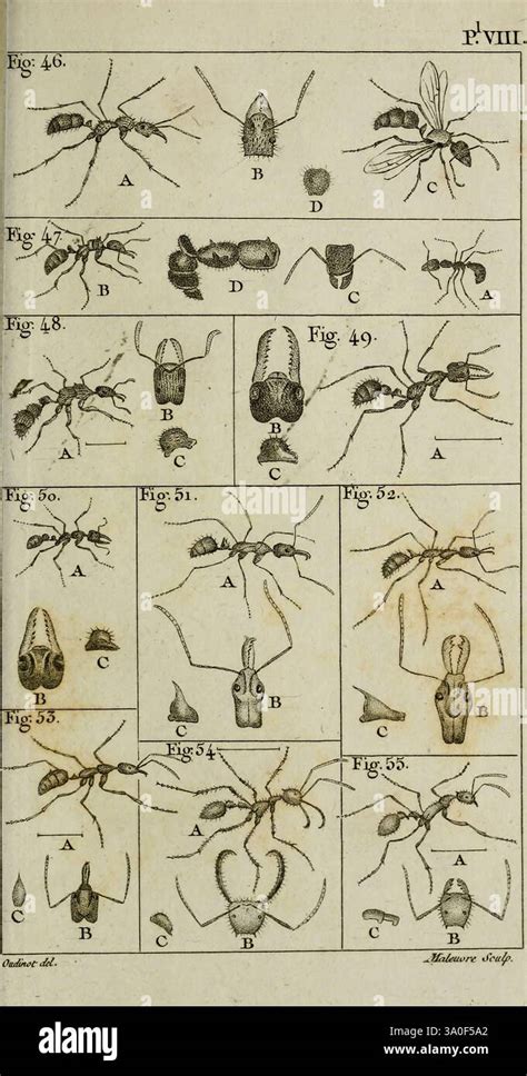Histoire Naturelle Des Fourmis Paris T Barrois Père 1802 Bees