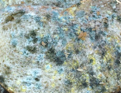 Slice Of Bread Covered With Mold Stock Image Image Of Organism Medicine 254234857