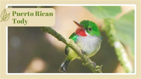 Exploring The Fauna Of Puerto Rico Boricua Guide