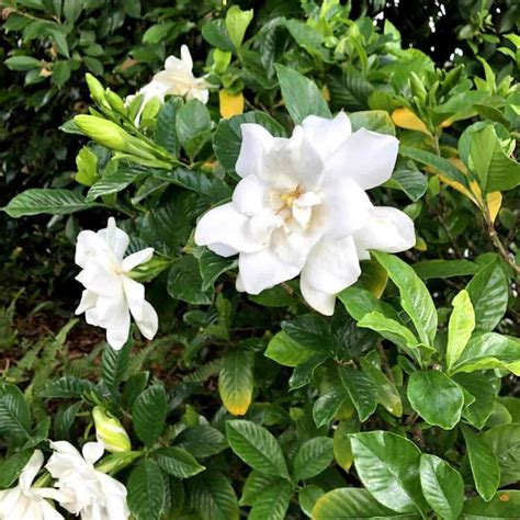 How To Care For Gardenia Bushes And Trees