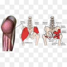 Muscles Of The Hip Complex Hd Png Download Vhv