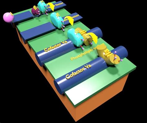 Artstation 3d Coagulation Cascade Common Pathway Resources