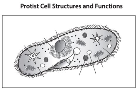 Protista Kingdom Cell