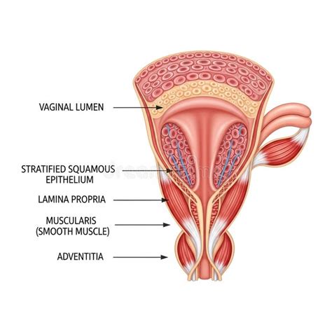 Providing An Educational View Of The Anatomical Features And Stock