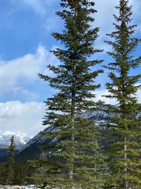 Engelmann Spruce Engelmann Spruce No 6 Bonsai Mirai