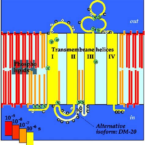 Schematic Indication Of The Rotational Mobility Of The Lipid And