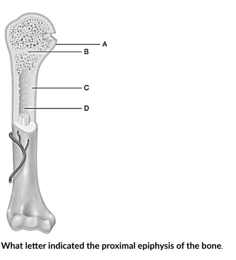 Please Label What Each Letter Is Point To Also Identify The Proximal