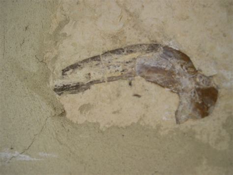 Fish Jaw Unidentified Member Collections The Fossil Forum