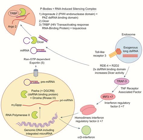 The Components Of The Rna Interference Pathway Likely To Be Present In