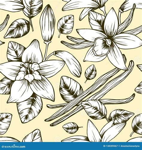 Seamless Elegant Vector Vintage Vanilla Pattern Stock Vector Illustration Of Freehand Floral