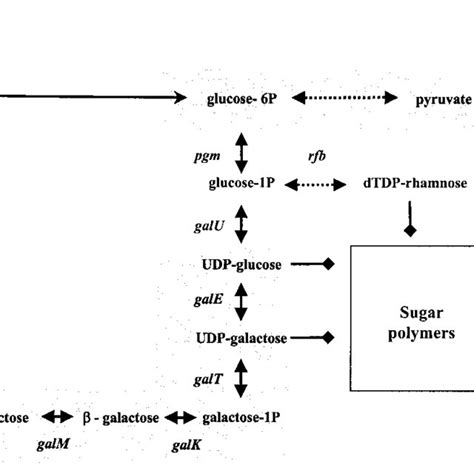 Schematic Representation Of Pathways Involved In Glucose Fermentation