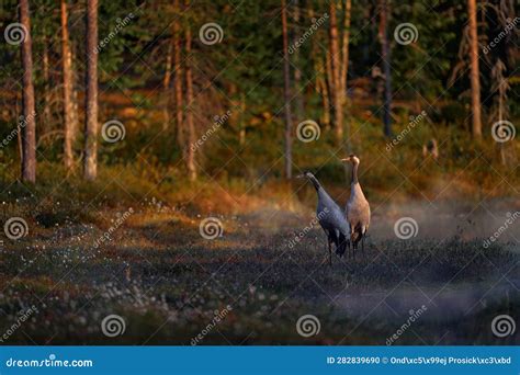 Finland Wildlife Common Crane Grus Grus Pair Big Bird In The Nature