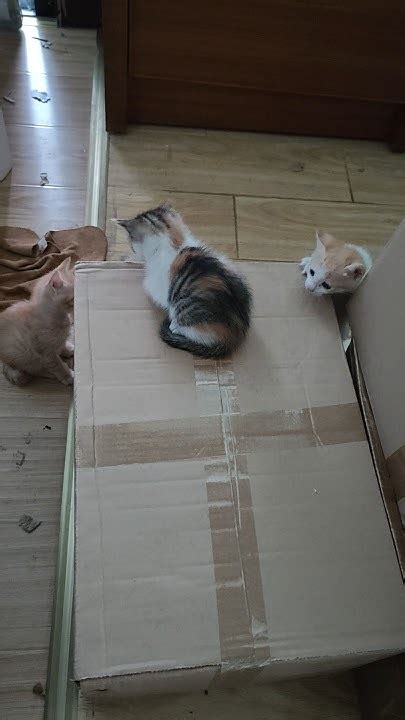 Cute Kitten Cat Kitten Cutecat Youtube