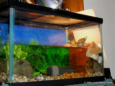 Red Ear Slider Turtle Tanks