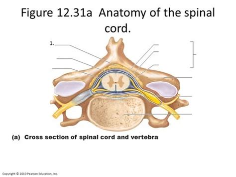 Epidural Space Spinal Column