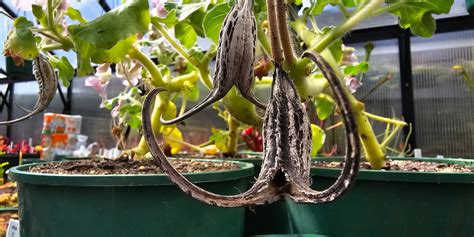 Proboscidea Louisianica Devils Claw Growing Instructions Shop Of