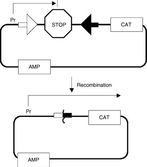 Recombination Substrate And Recombinant The Plasmid Substrate PwtcjΔ