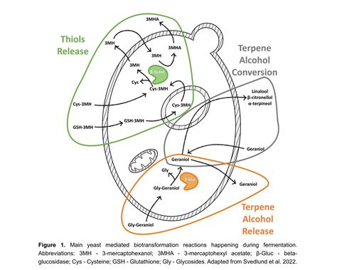 Science Biotransformation The Brewers Journal