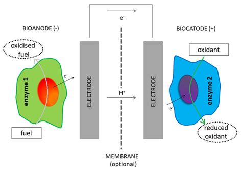 Schematic Representation Of An Enzymatic Biofuel Cell Efc Device