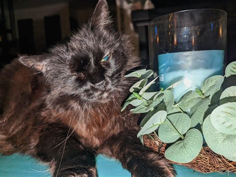 My Kitty Passed Away Tonight Can Someone Make Both His Eyes Open R