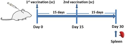 Immunoinformatics Approach To Design A Multi Epitope Nanovaccine