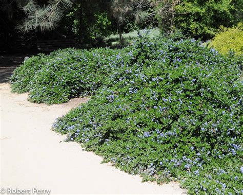 Ceanothus Griseus Horizontalis
