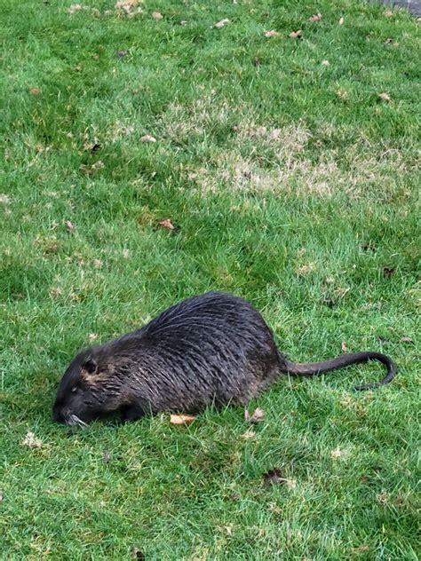 This Is A Tufted Ground Squirrel Iucn Vulnerable To Extinction And