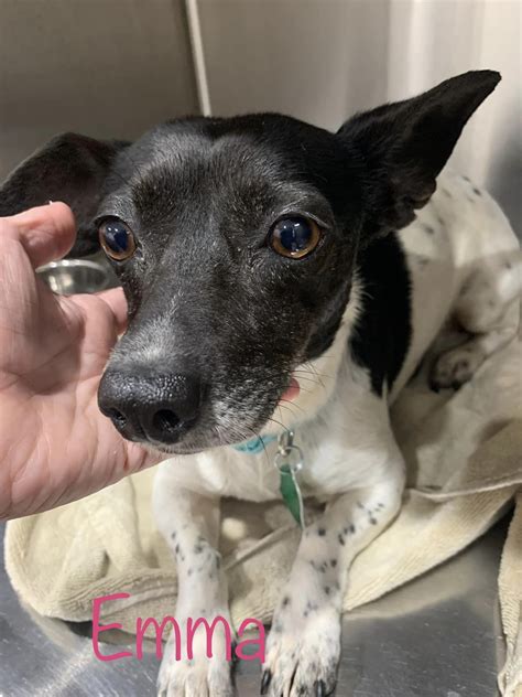 Emma Raintree Jacks Jack Russell Rescue