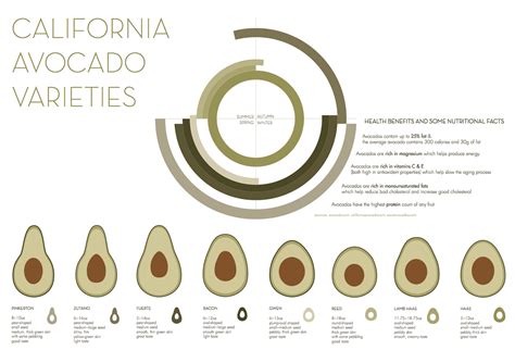 California Avocado Varieties On Behance
