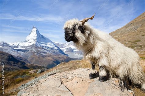 Walliser Schwarznasenschaf Vor Dem Matterhorn In Zermatt Schweiz Foto