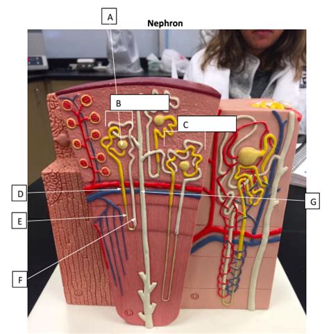 Nephron Model Diagram Quizlet