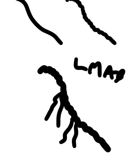 How To Draw A Cute Ferret How To Draw A Ferret Easy Ferret Anatomy