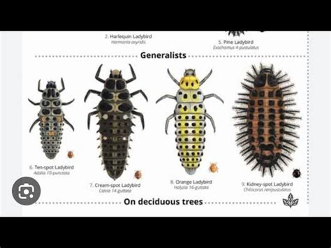 Black Ladybug Larvae Ladybug Larvae Eating Live Aphid