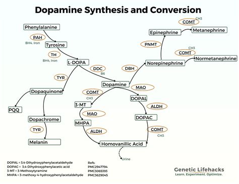 Dopamine Synthesis Working Memory Capacity Predicts Dopamine Synthesis