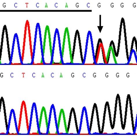 Pcr Primers Used For Amplification Of Pax6 Gene Download Table