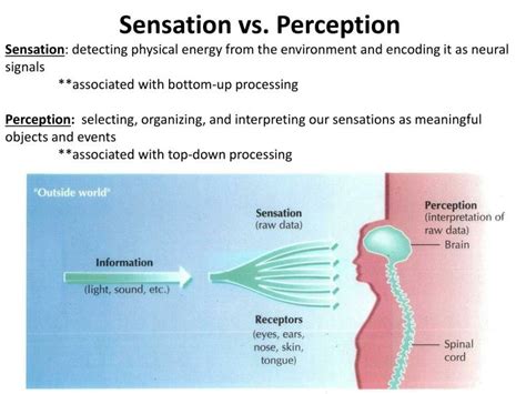 Ppt Sensation And Perception Intro Powerpoint Presentation Id 2822321