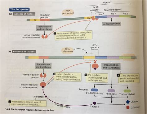 Lac Operon Without Lactose