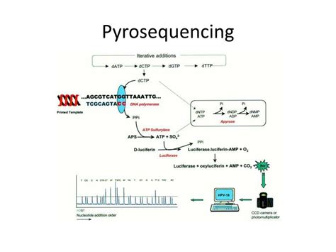 Ppt Genome Wide Dna Methylation Assays Powerpoint Presentation Free
