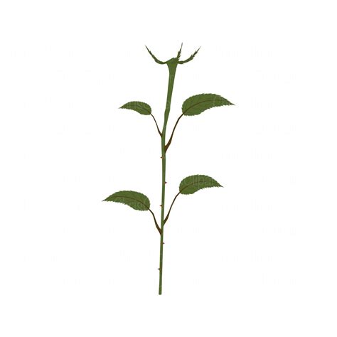 Flower Stem Clipart Flower Stem Svg Flower Stem Png Flower Etsy