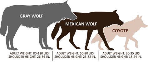 Wolves Among Us
